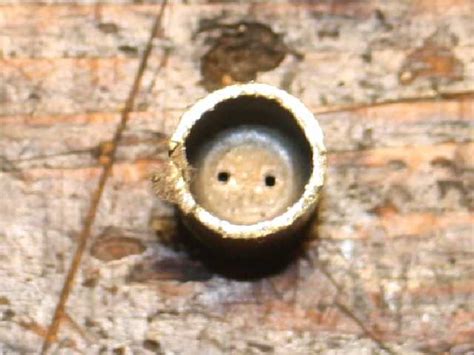 Pawpaws House Berdan Primed