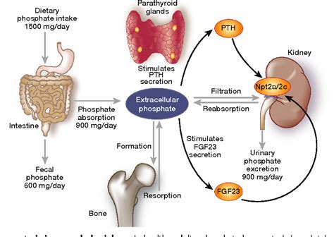 Phosphate A Poison For Humans Semantic Scholar