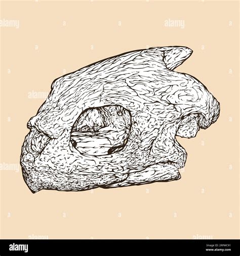 Olive Ridley Sea Turtle Skull Head Vector Illustration Stock Vector
