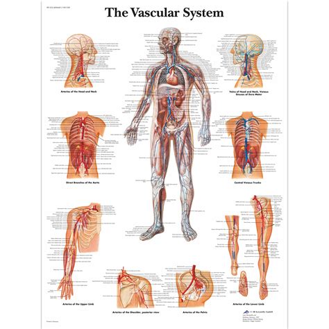 Anatomical Charts And Posters Anatomy Charts Vascular System Paper