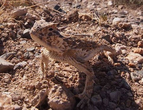 Biologists Discover Why Texas Horny Toads Are So Um Horny
