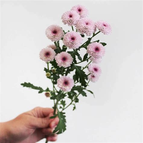 Pink Doria Mums Pom Pom 10 Stem Bu Flower Delivery You Floral