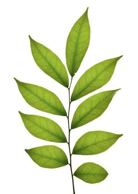 Pin By يوميات بوت كوميدي 5 On Ink Pen Art Wildlife Art Murraya