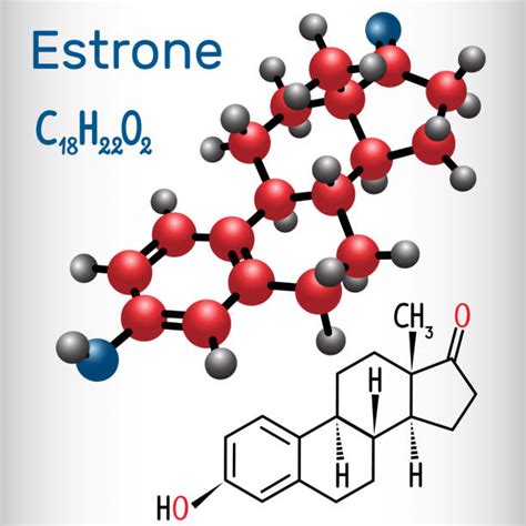 120 Adrenal Cortex Stock Illustrations Royalty Free Vector Graphics