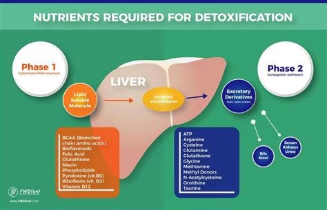 7 Essential Tips To Detoxify Naturally Fwdfuel Sports Nutrition