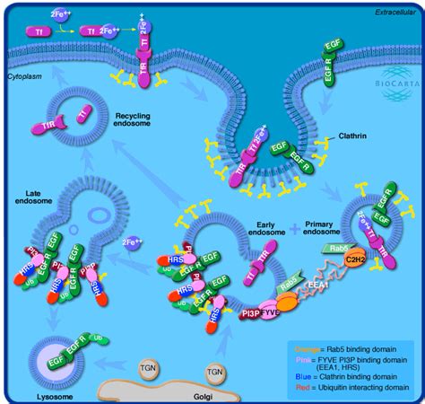 Biocartaeea1pathway