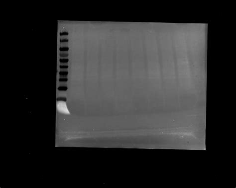Protein Bands Stopped Showing Up On Membrane