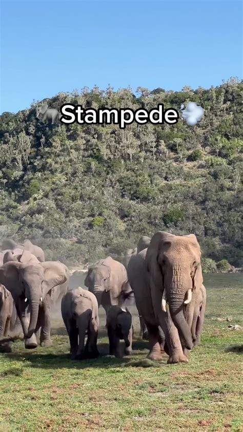 Elephant Stampede Tarzan Disneys Tarzan Terks Tale Suben Eric