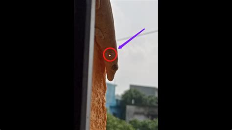 House Lizard With Hole In Its Neck But Still Alive What A Gecko