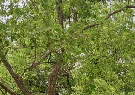 Shisham Anandvan Foundation