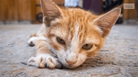 Is Your Cat Drooling Possible Causes And When To Call The Vet