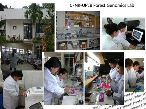 Cfnr Uplb Forest Genetics Laboratory Home Facebook