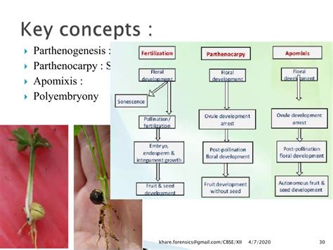 Sexual Reproduction In Flowering Plants Ppt