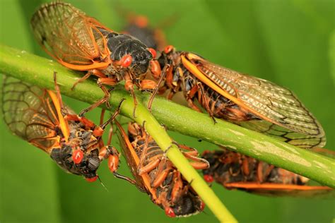 Billions Of Cicadas Are Invading The U S Should Californians Be Worried