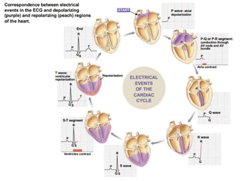 Bme 6000 Lecture 15 Flashcards Quizlet