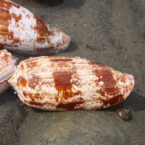 Geography Cone Shell Conus Geographus