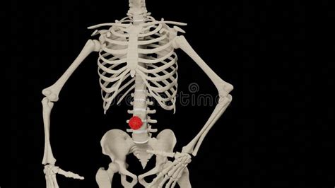 3d Rendering Male Skeleton Infected By Virus Stock Footage Video Of Bacterium Medical 199565444