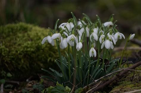 Perce Neige Blanche Floraison Photo Gratuite Sur Pixabay Pixabay