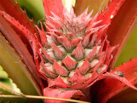 Red Pineapple