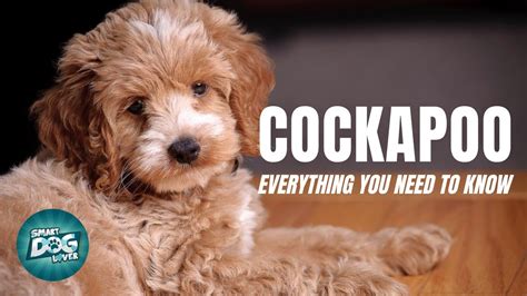 Cockapoo Dog Breed Guide Dogs 101 Cockapoo Youtube