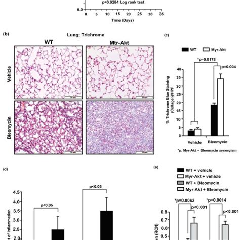 Hydroxyproline Assay Measuring Lung Collagen Content Demonstrates
