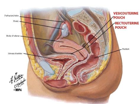 Vesicouterine Pouch Anatomy Of The Female Reproductive Organs Of The