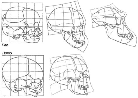 Neoteny In Humans