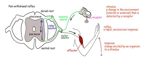 213 Lab Exercise 15 Reflexes And The Neurological Exam Medicine