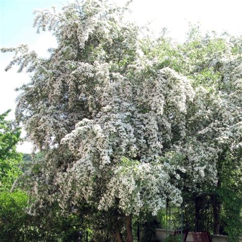 Aubépine Epine Blanche Crataegus Monogyna Pot De 4l5l Jardiland