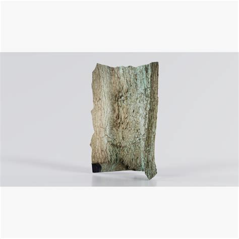 Circle Bark 3d Model Download Landscapes On