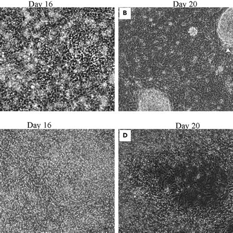 Morphology Of Ipsc Cells Transition To Rim Phase Day 2 To Day 1 A And Download Scientific