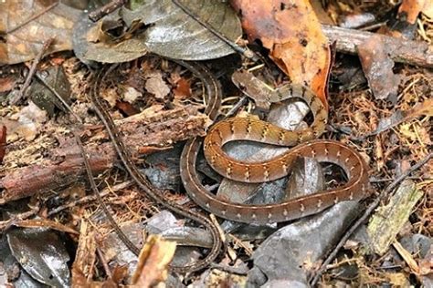 Less Famous Amazon Rainforest Snakes Snake Radar