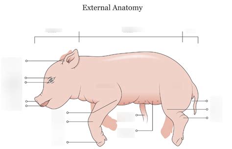 External Anatomy Diagram Quizlet