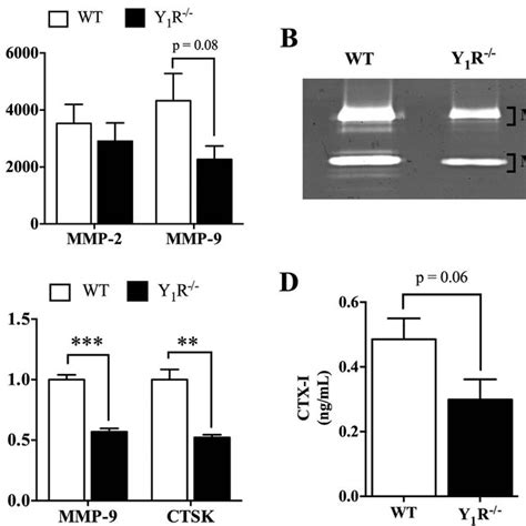 Bonepit Program A Computational Tool For Morphometric Analysis Of