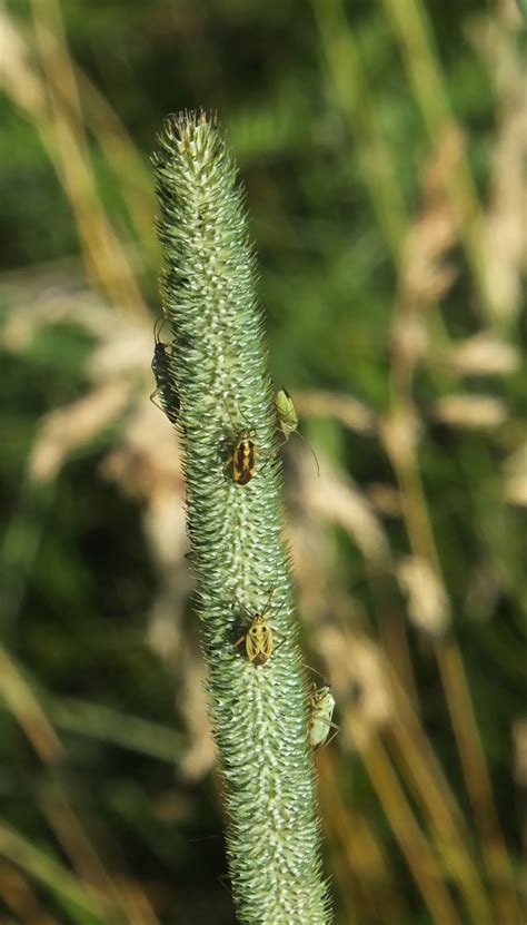 Roadside Field Notes Two Spotted Grass Bugs