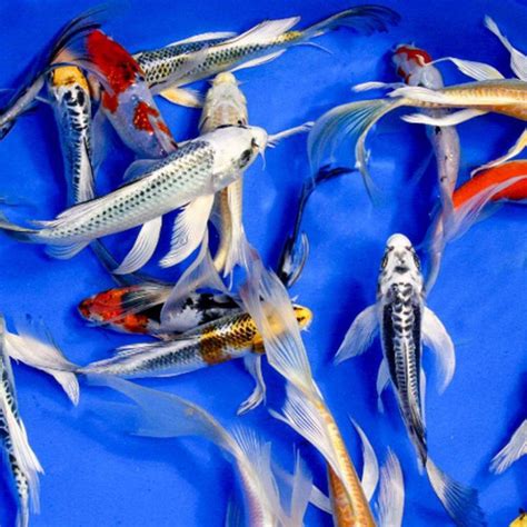 Jual Termurah Paket 4 Ekor Koi Slayer Kumpay 15 20cm Grade A