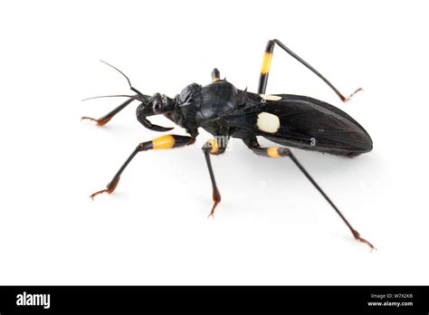 Whitespotted Assassin Bug Platymeris Biguttatus Captive Austin Travis Cotexas Usa Stock Whitespotted Assassin Bug Platymeris Biguttatus Captive Austin Travis Cotexas Usa Stock