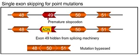Exon Skipping For Point Mutations Exon Skipping