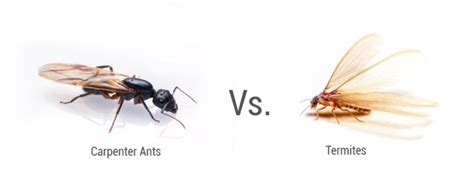 Carpenter Ants Vs Termites