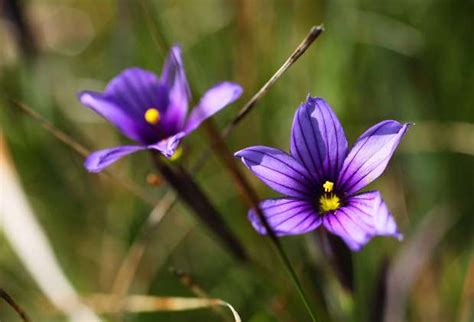 5 Favorite Sonoma County Native Plants The Press Democrat