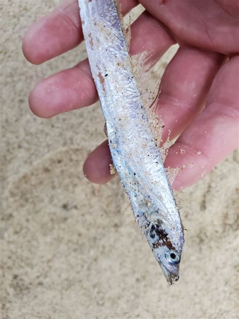 About Atlantic Cutlassfish Maryland Biodiversity Project