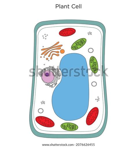 Vector Illustration Plant Cell Anatomy Structure เวกเตอร์สต็อก ปลอด