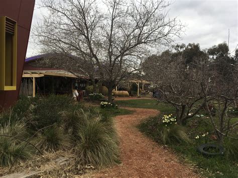 Common Tussock Grass Plant Selector