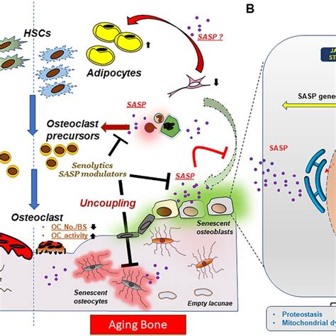 Overview Of Aging Bone And The Cellular Processes Regulating Senescence