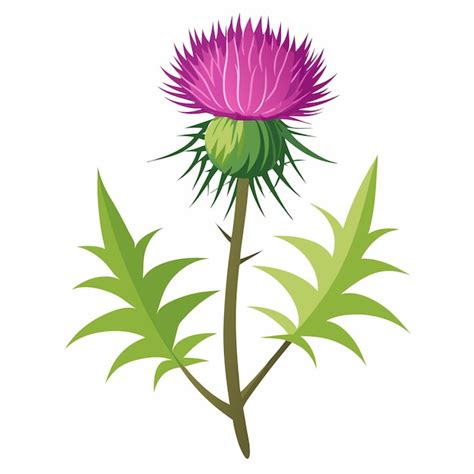 Premium Vector Vector Design Of A Thistle Flower Elegant And Detailed