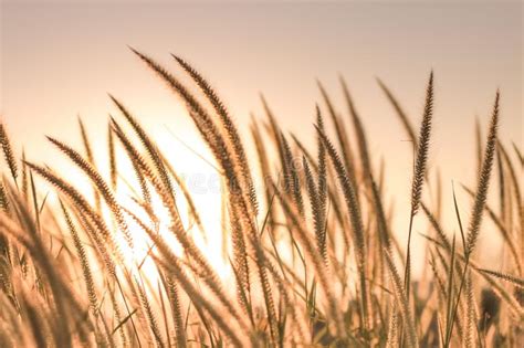 Flower Of Grass Field Sunlight Rim Light Stock Photo Image Of Season Field