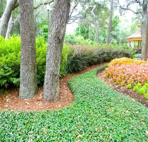 Ground Cover Design Ideas At David Daigle Blog