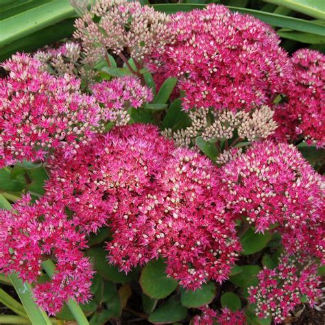 Sedum ‘class Act Terra Nova® Nurseries Inc