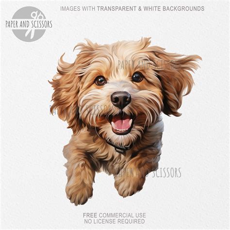 Cockapoo Clipart Cockapoo Png Cockapoo Illustration Dog Clipart