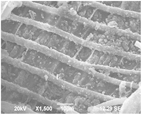 Sem Image Of Sorbent Bbdp Particles Fig 4 Bbdp Sorbent Particle Size
